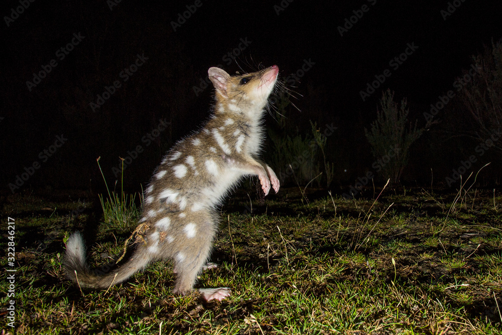 Southwest national park, Tsmania, Australia, March 2019: Eastern Quoll ...