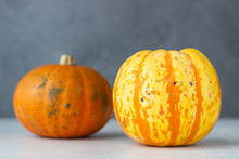 Deformed Pumpkin Free Stock Photo - Public Domain Pictures