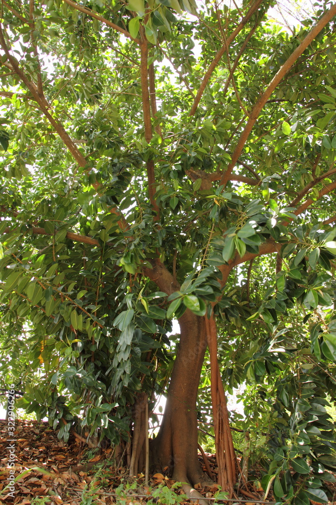 Hevea brasiliensis, the rubber tree, sharinga tree, seringueira, or ...