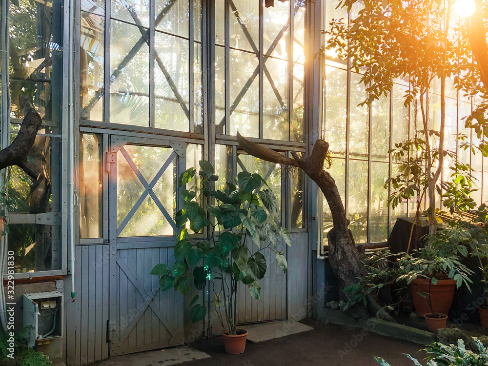 Moody photo of old botanical garden. The sun rays shining through the ...