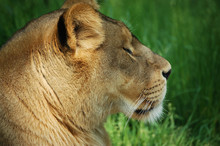 Lioness Profile Free Stock Photo - Public Domain Pictures