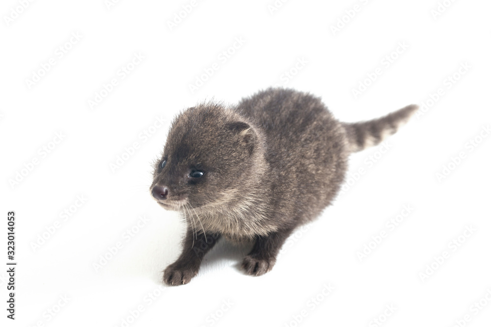 The baby small Indian civet (Viverricula indica) is a civet native to ...