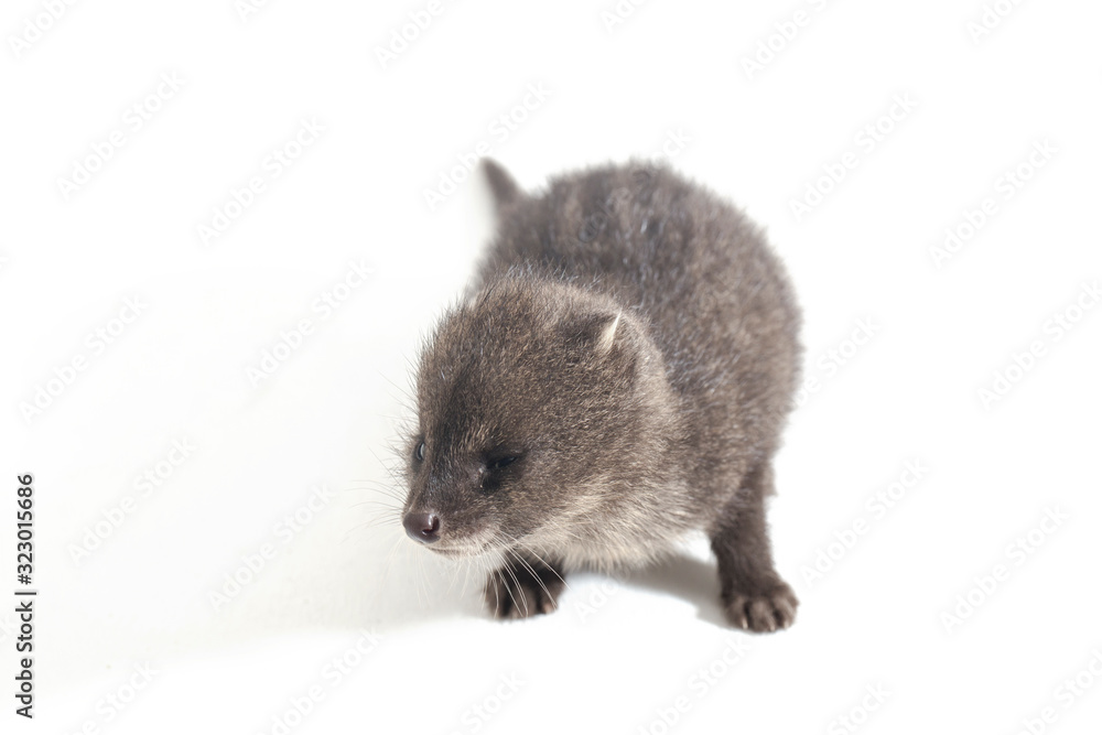 The baby small Indian civet (Viverricula indica) is a civet native to ...