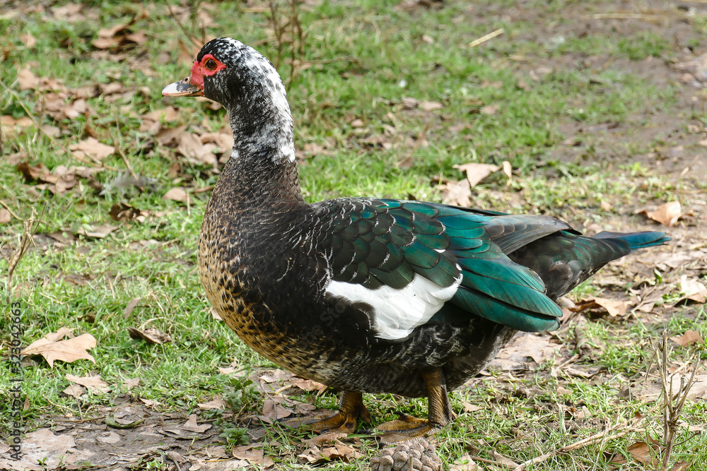 Beautiful and rare species of black muscovy duck with glossy blue green ...