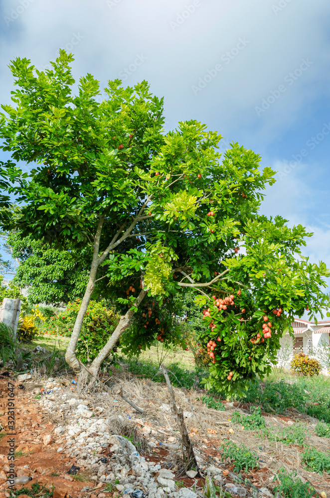 Ackee Tree With Fruits Stock Photo | Adobe Stock