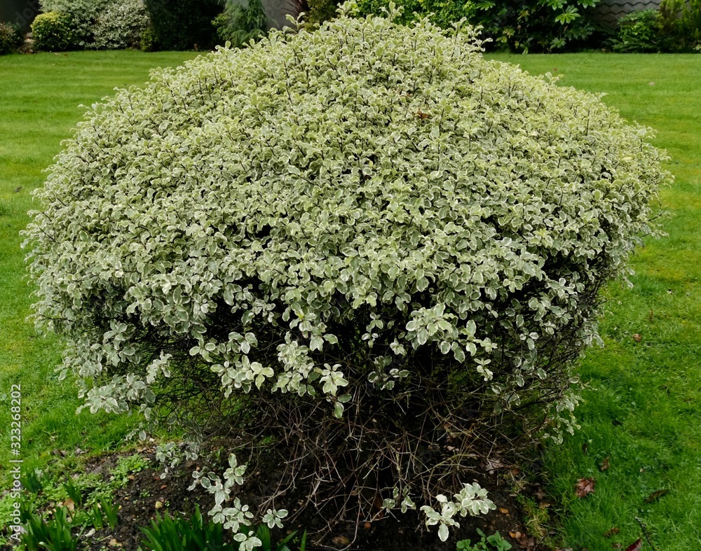 Pittosporum tenuifolium golf ball green perennial bush Stock Photo ...