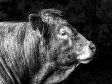 Limousin Bull Breeding Bull Free Stock Photo - Public Domain Pictures