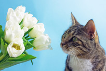 Cat With Tulips Free Stock Photo - Public Domain Pictures