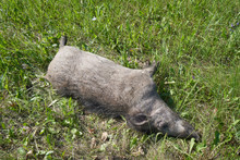 Dead Boar Free Stock Photo - Public Domain Pictures
