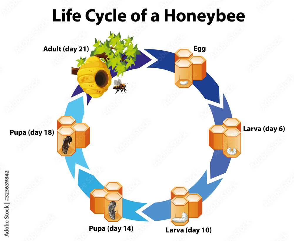 Diagram showing life cycle of honeybee Stock Vector | Adobe Stock