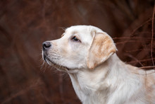 Yellow Lab Portrait Free Stock Photo - Public Domain Pictures
