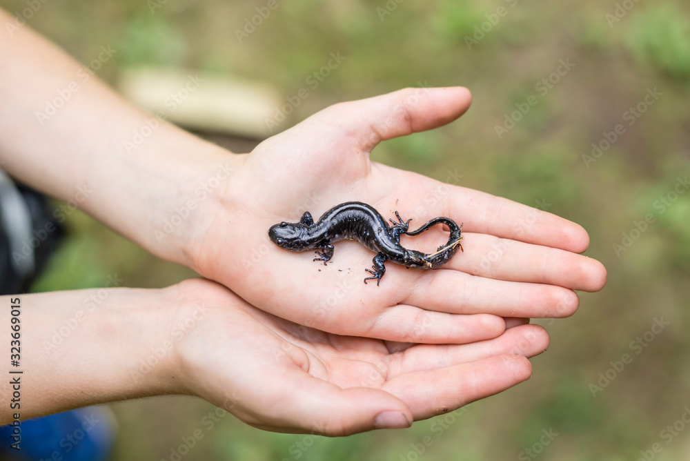 Blue-spotted salamander Stock Photo | Adobe Stock