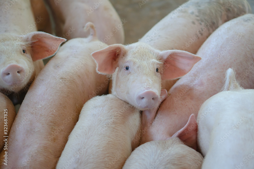 Group of pig that looks healthy in local ASEAN pig farm at livestock ...
