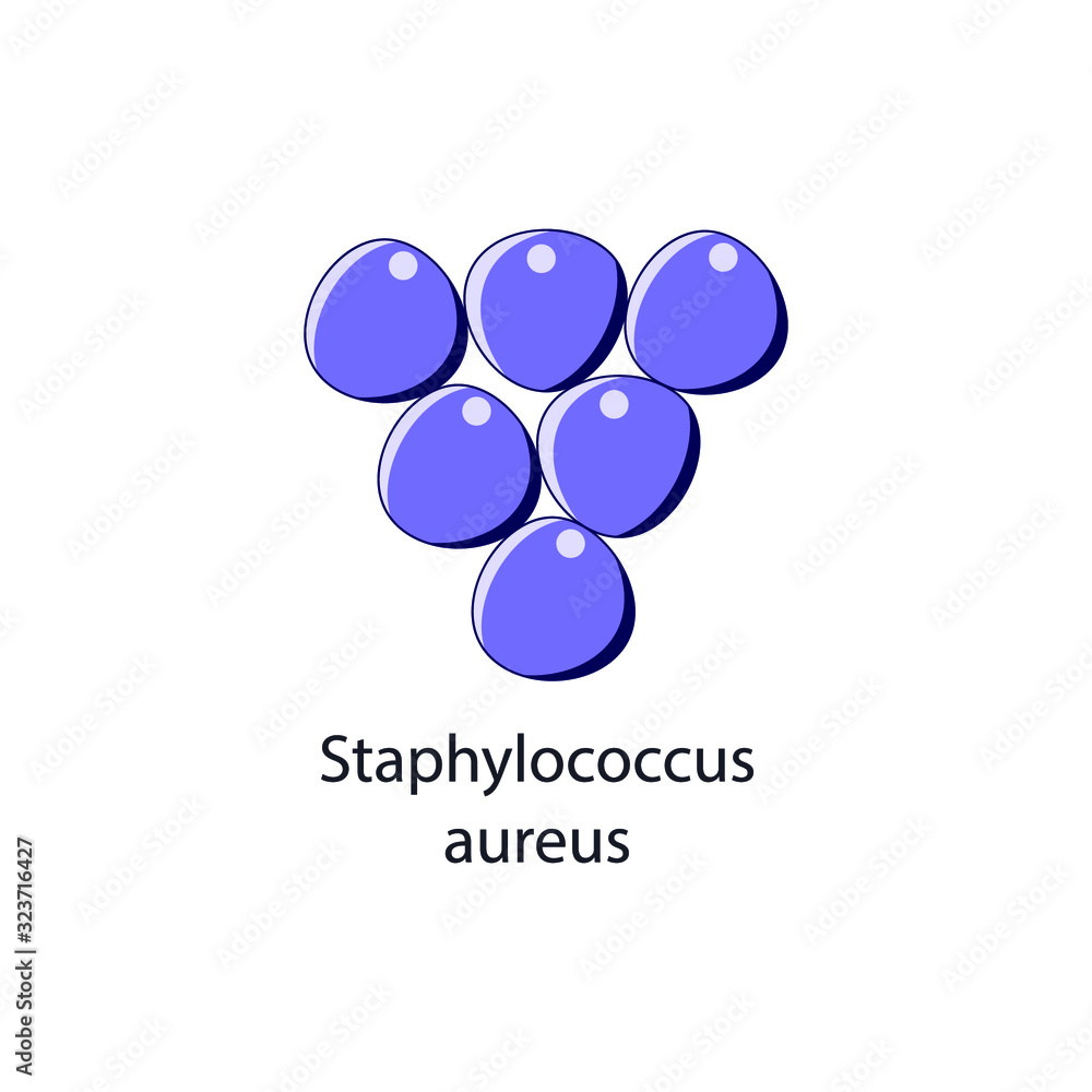 Staphylococcus aureus. Bacterial microorganism. Vector illustration ...
