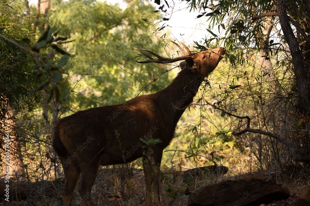 Single stag Sambar deer eating tree leaves Stock Photo | Adobe Stock