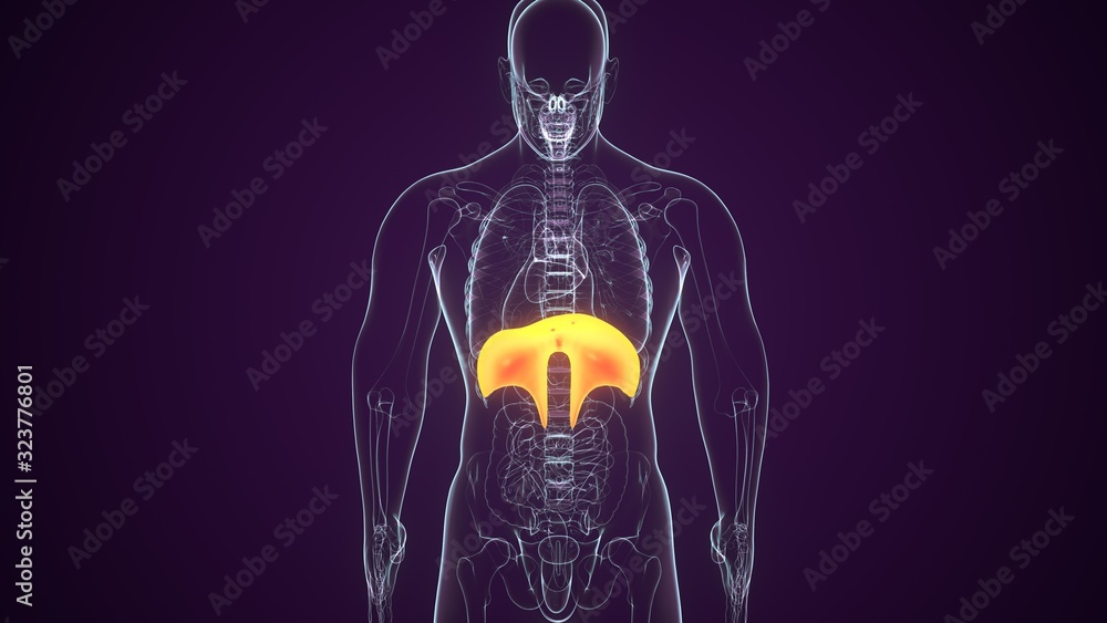 Human Diaphragm Anatomy Illustration . 3D render Stock Illustration ...