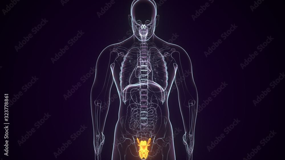 3D Illustration of Male Reproductive System Anatomy Stock Illustration ...