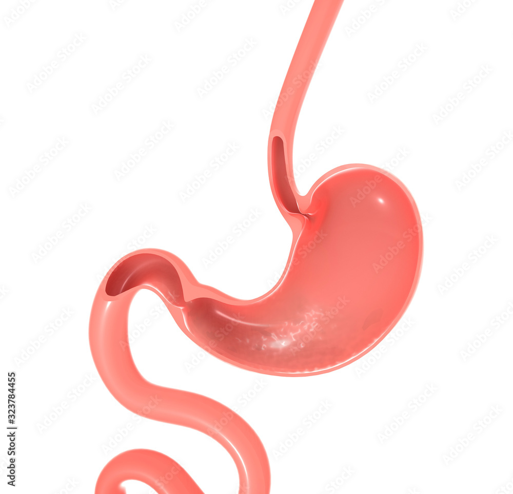 3D illustration of the anatomy of the human stomach, esophagus and ...