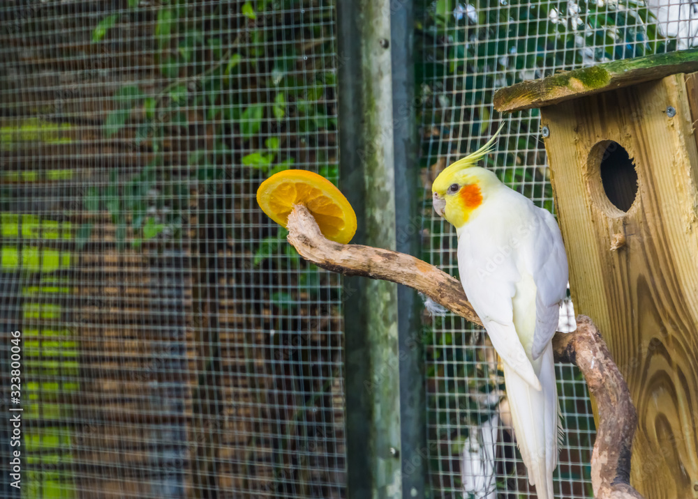 Foto Lutino cockatiel in the aviary, popular color mutation in ...