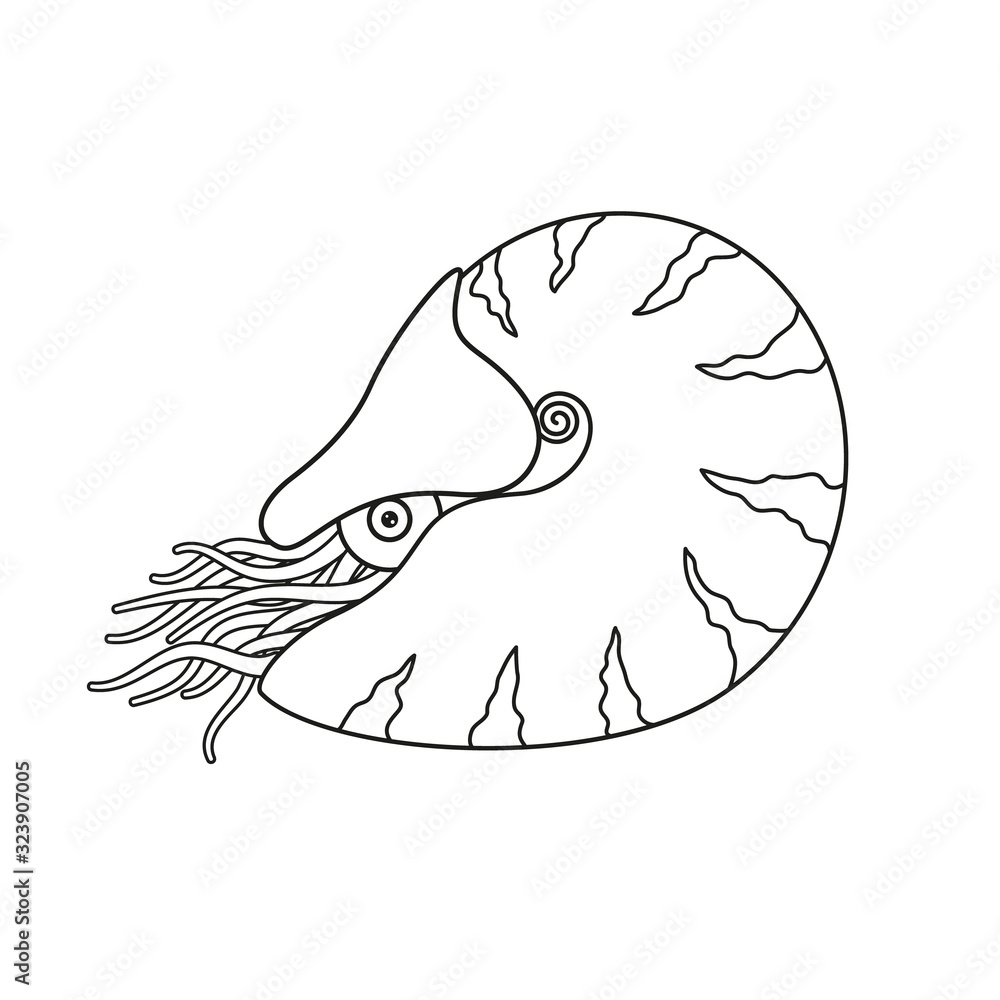Nautilus outline drawing. Coloring Page. Vector Illustration. Stock ...