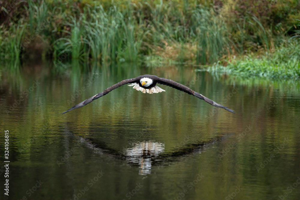 Male Bald Eagle Flying Over a Pond Casting a Beautiful Reflection in ...