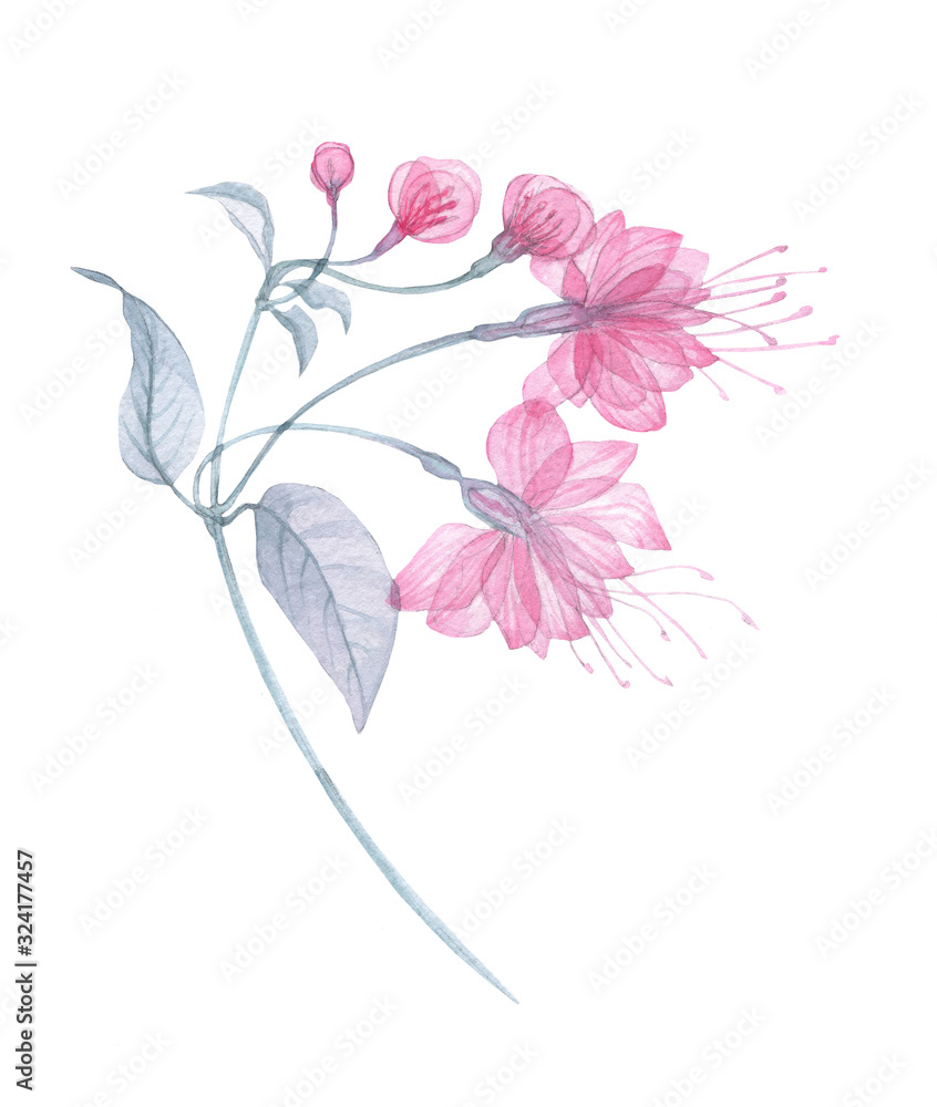 Transparent flowers of soft pink color drawn by hand in watercolor ...