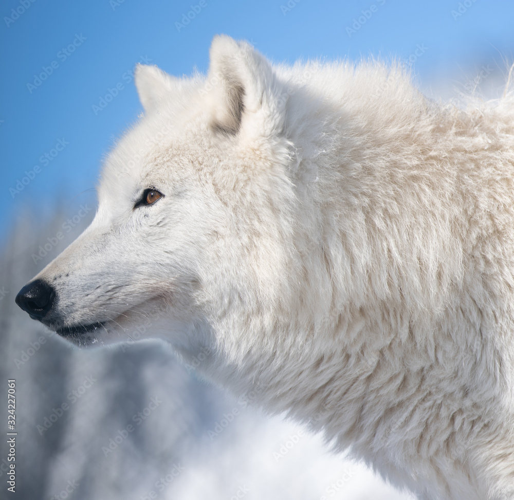 polar wolf portrait on sky background Stock Photo | Adobe Stock