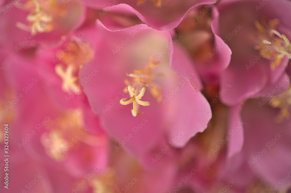 Dombeya wallichii, pink ball tree in bloom Stock Photo | Adobe Stock
