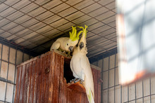 White Cockatoo Feet Closeup Free Stock Photo - Public Domain Pictures