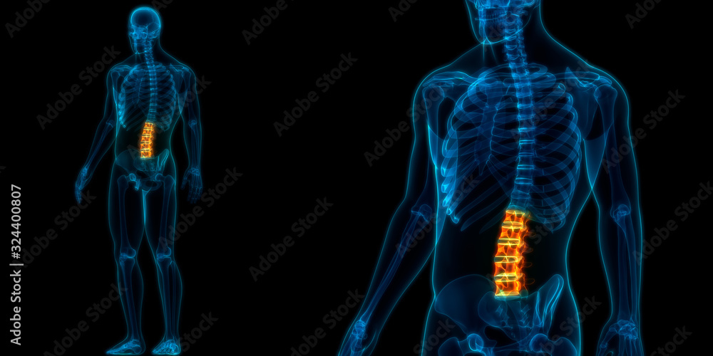 Vertebral Column Lumbar Vertebrae of Human Skeleton System Anatomy ...