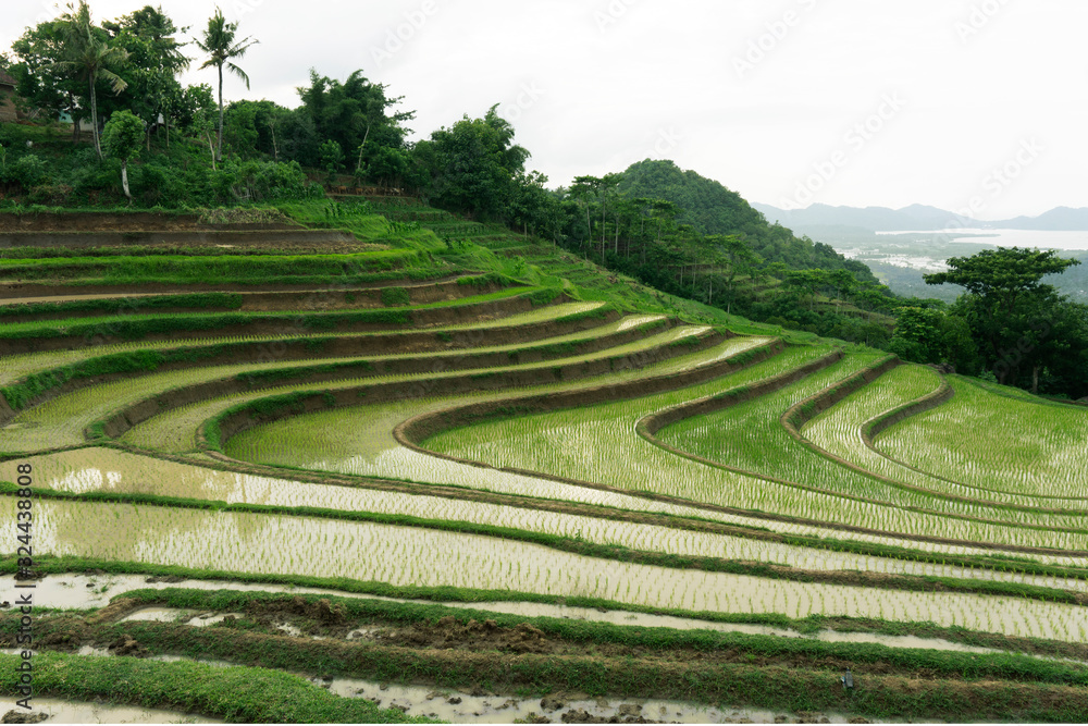 Beautiful view of Mareje Lombok's traditional fields. A nature walk in ...