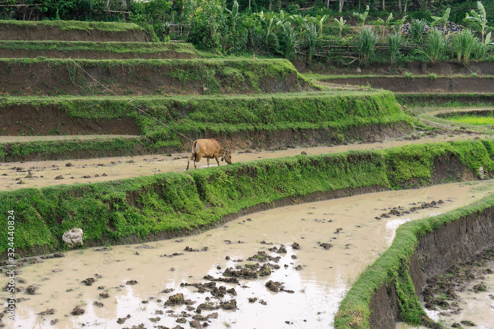 Beautiful view of Mareje Lombok's traditional fields. A nature walk in ...