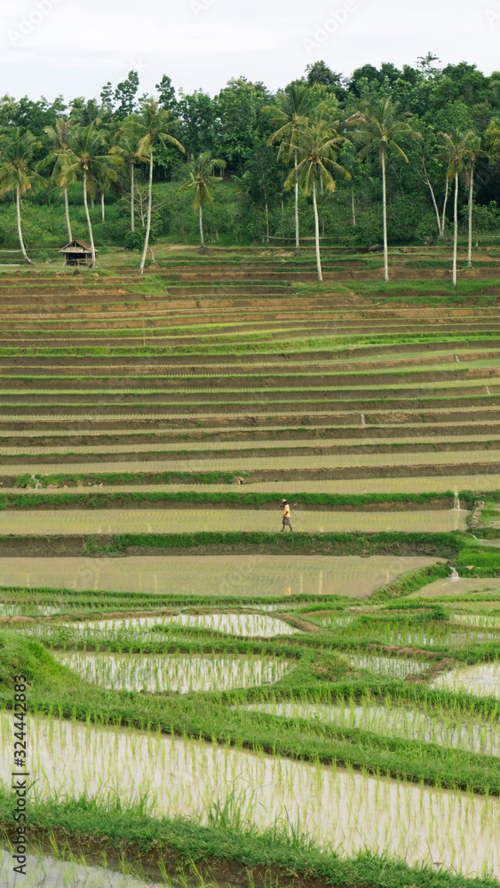 Beautiful view of Mareje Lombok's traditional fields. A nature walk in ...