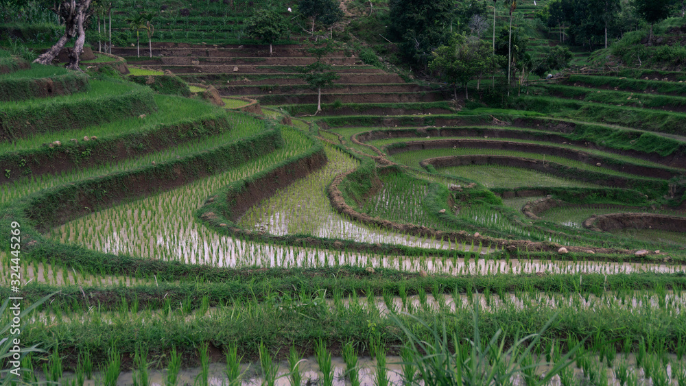 Beautiful view of Mareje Lombok's traditional fields. A nature walk in ...