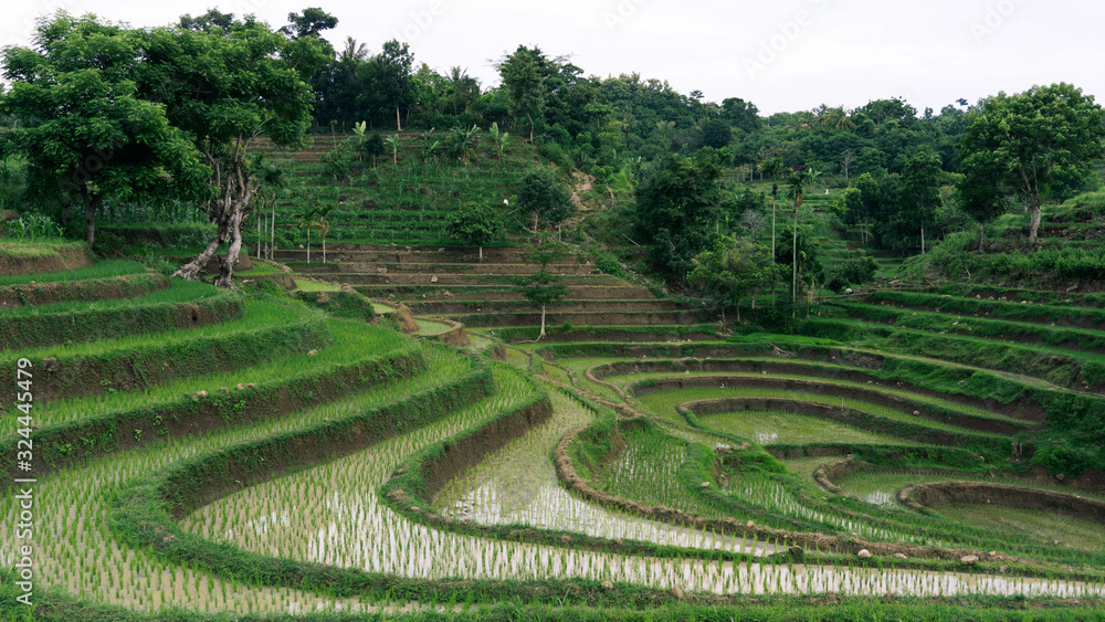 Beautiful view of Mareje Lombok's traditional fields. A nature walk in ...