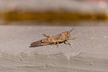 Big Brown Grasshopper Free Stock Photo - Public Domain Pictures