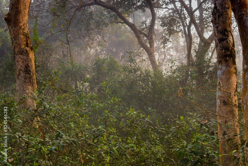 Foto de Stock Thick evergreen forest with lush green foliage, brown ...