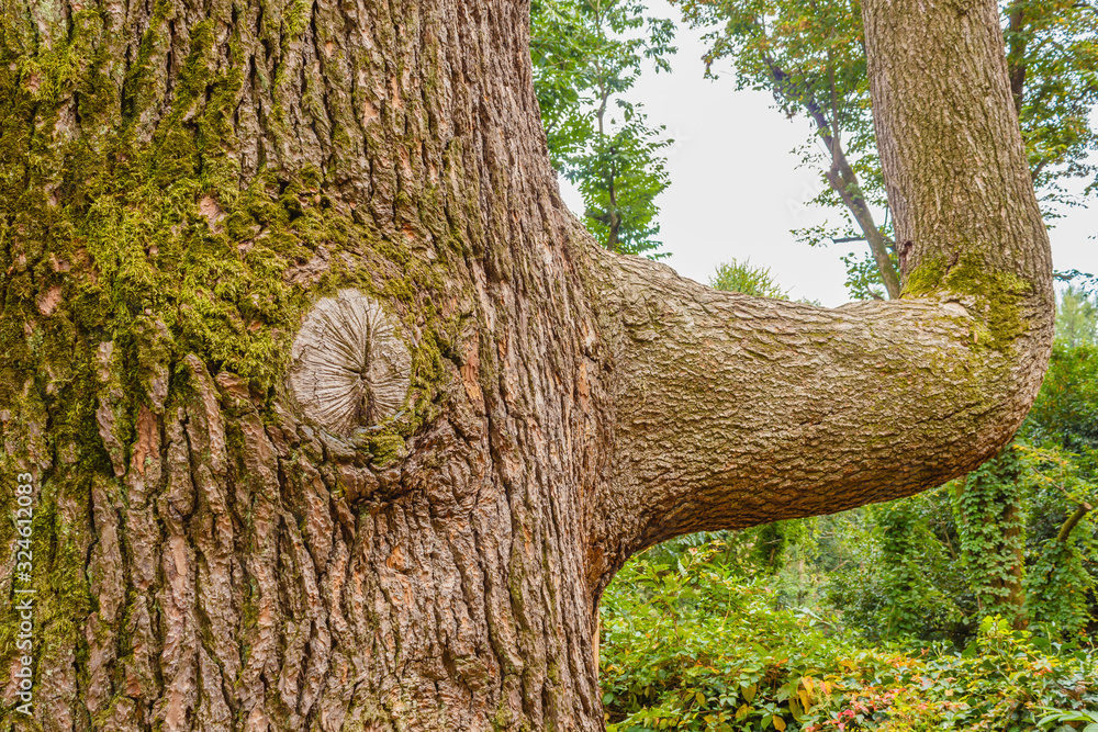 a cedar from the Himalayas called cedrus deodara/the original form of a ...