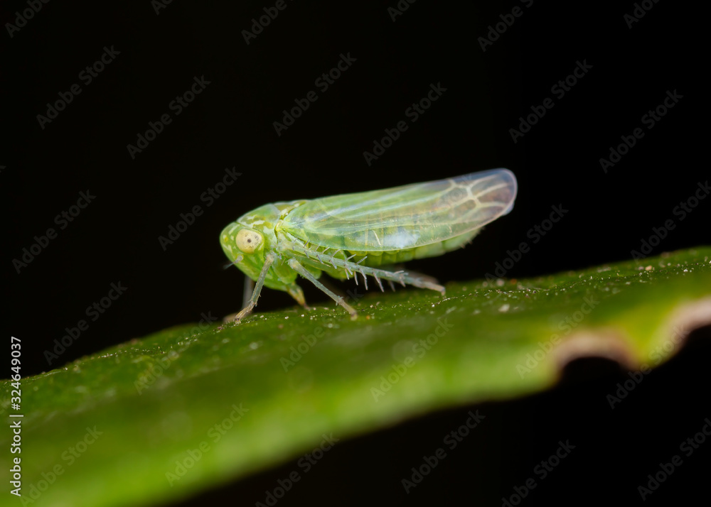Cicadella viridis, the green leafhopper, is a species belonging to the ...