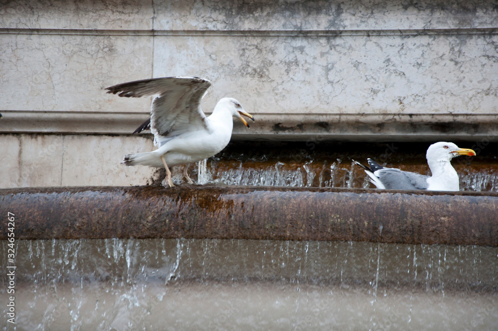 Local inhabitants. Sea gulls on ancient fountain. Gull birds on ...