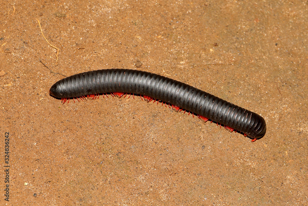 Archispirostreptus gigas, the giant African millipede or shongololo ...