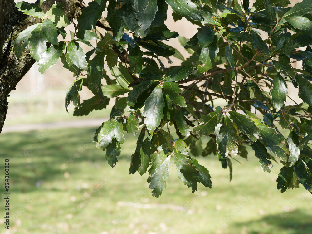 (Quercus x turneri pseudoturneri) Chêne de Turner aux feuilles coriaces ...