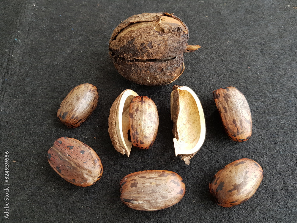 Stock-Foto „Seeds of Hevea spruceana is a species of rubber tree in the ...