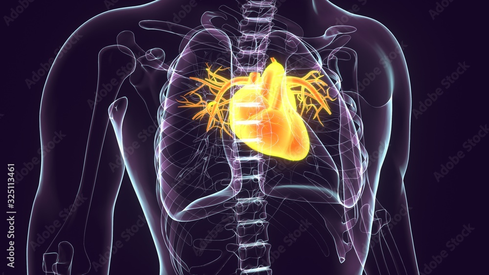 3D Illustration of Human Circulatory System Heart Anatomy Stock ...