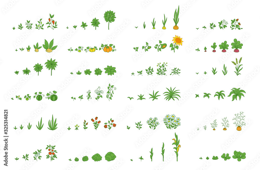 Agricultural plants, growth set. Growing plants animation progression ...