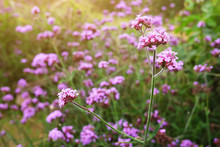 Verbena Flowers Free Stock Photo - Public Domain Pictures
