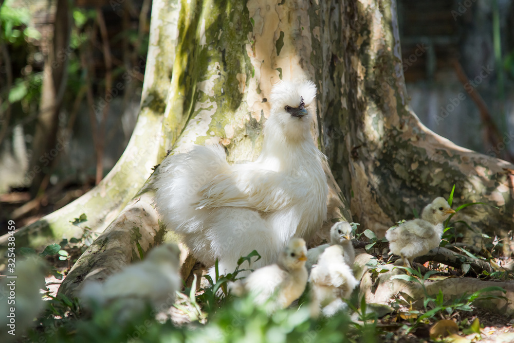 Flock of Newborn Bantam Silkie chickens in a garden with a tree ...