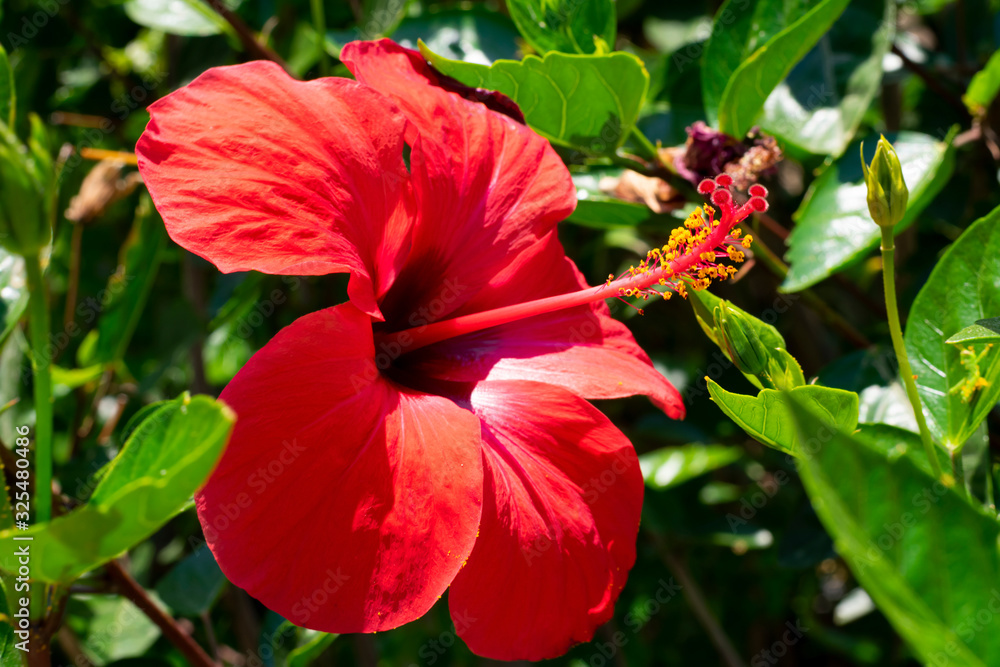 Foto de Stock Vivid big red hibiscus flower with green leaves is ...