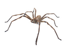 African Rain Spider Free Stock Photo - Public Domain Pictures