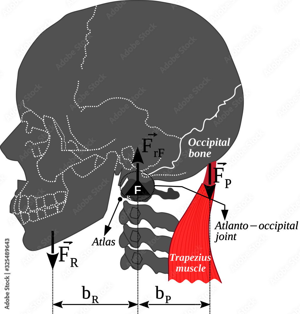 Atlanto Occipital Joint Lever Understand How Levers Work With Your